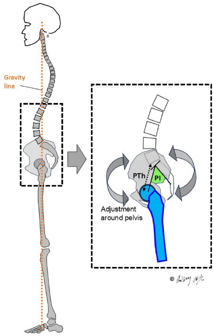 Normality of sagittal spinal alignment parameters reveals evolutionary ...