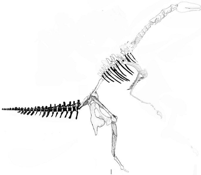 Forelimb biomechanics in the derived therizinosaur Nothronychus and its ...