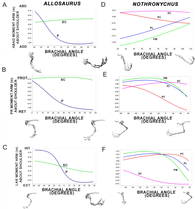 Forelimb biomechanics in the derived therizinosaur Nothronychus and its ...