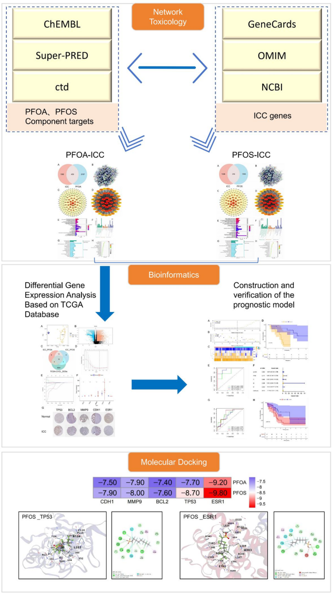 Investigation of the toxicological effects of PFAS on ...