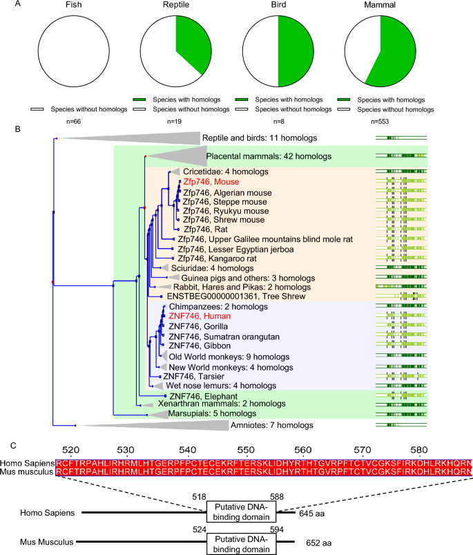 PARIS/ZNF746 DNA-binding domain deficiency promotes adipose tissue ...