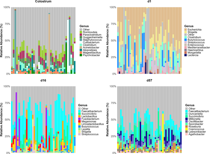 Exploring colostrum microbiota and its influence on early calf gut ...