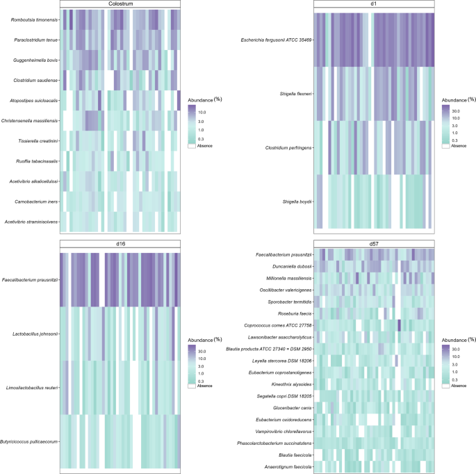 Exploring colostrum microbiota and its influence on early calf gut ...