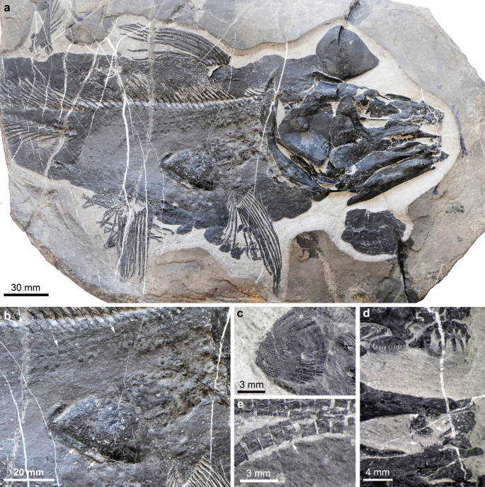 Coelacanth Fossil Record
