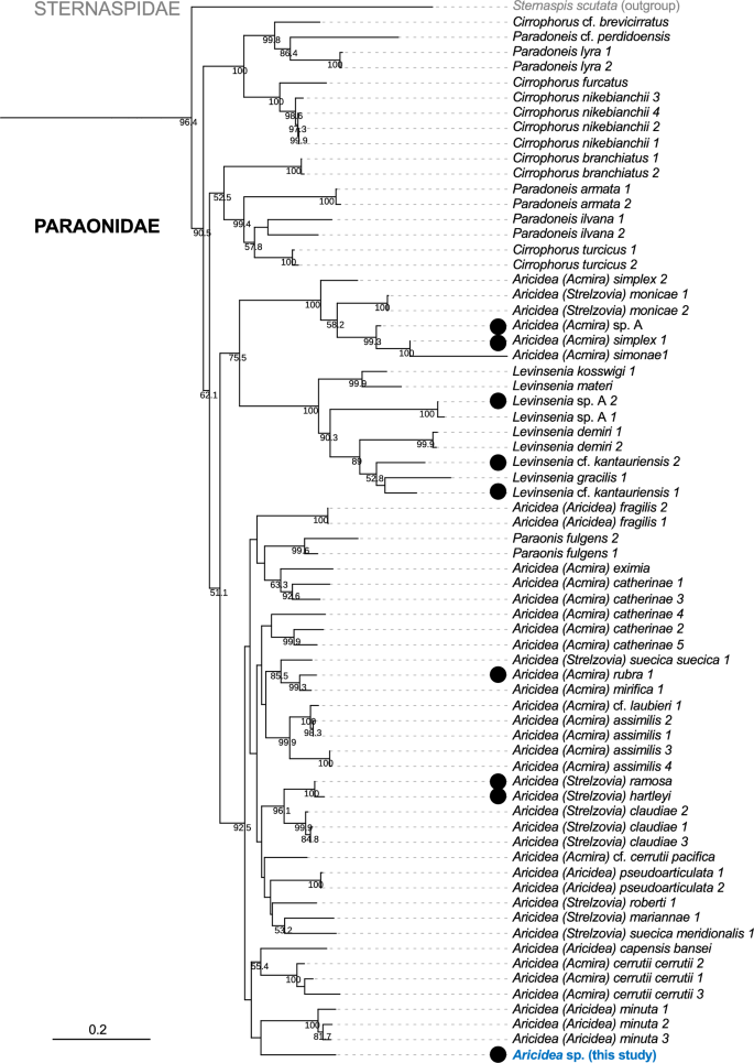 A bioluminescent deep-sea polychaete within the genus Aricidea ...