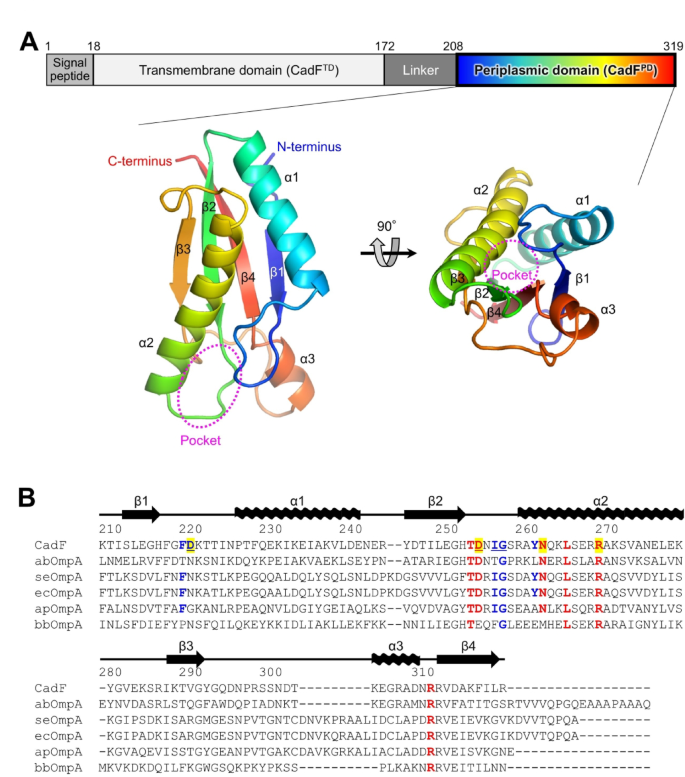 Crystal structures of Campylobacter jejuni CadF reveal a potential role ...
