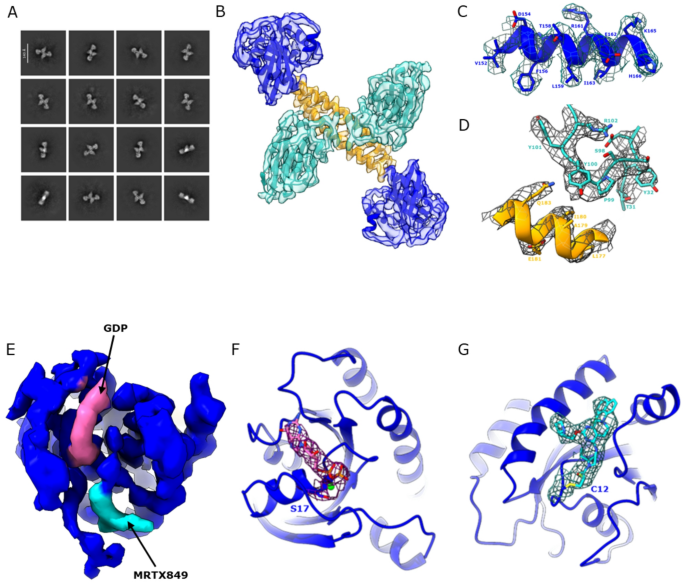 Structural determination of small proteins by cryo-EM using a coiled ...