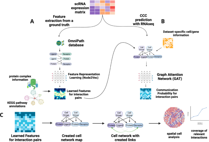 GraphComm predicts cell cell communication using a graph based deep learning method in single ...