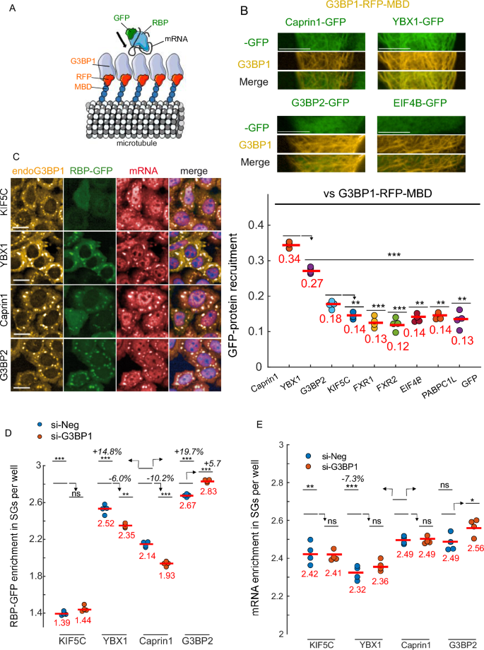 mRNA recruitment by G3BP1 condensates is regulated by Caprin1 but ...