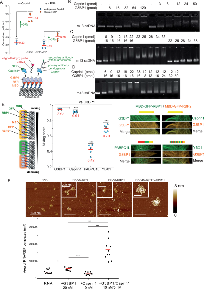 mRNA recruitment by G3BP1 condensates is regulated by Caprin1 but ...