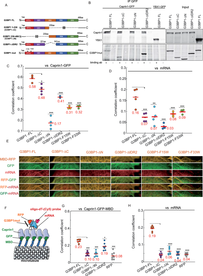 mRNA recruitment by G3BP1 condensates is regulated by Caprin1 but ...
