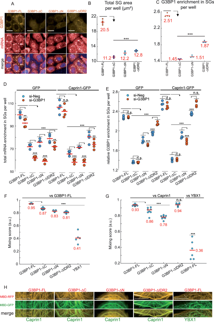 mRNA recruitment by G3BP1 condensates is regulated by Caprin1 but ...