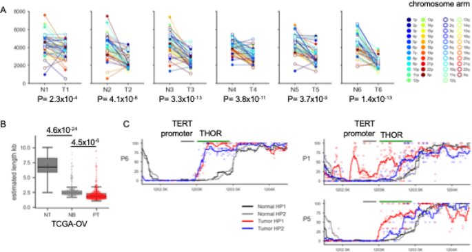Long read sequencing reveals novel genomic and epigenomic alterations ...
