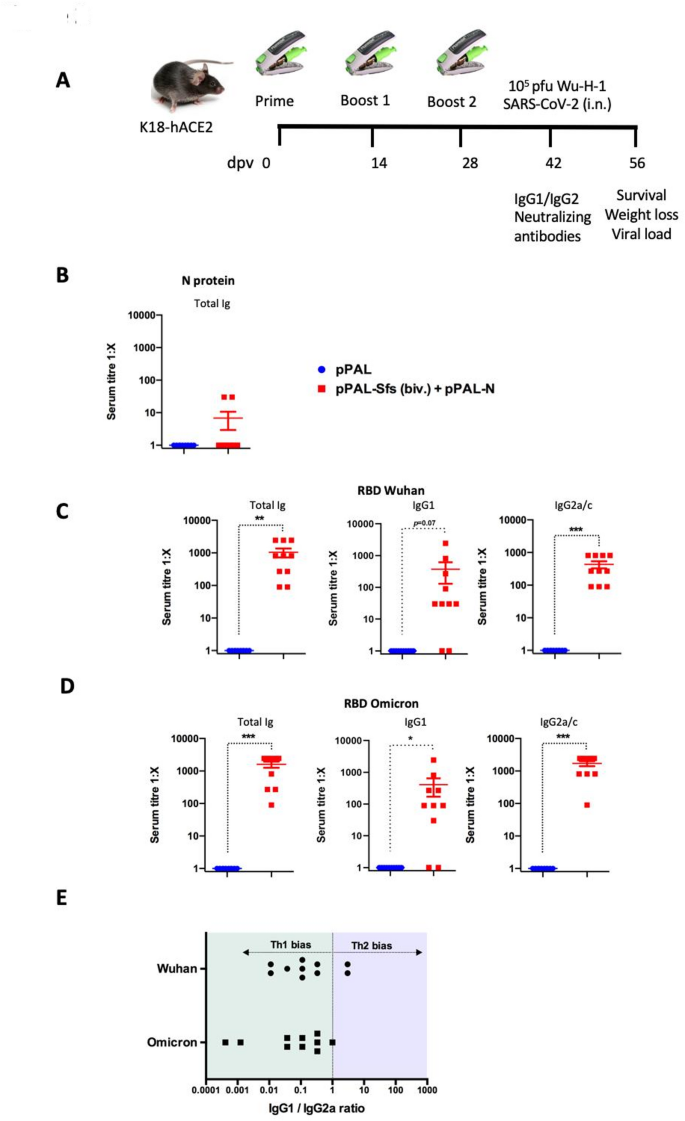 Bivalent SARS-CoV-2 spike immunization with non-replicative antibiotic ...