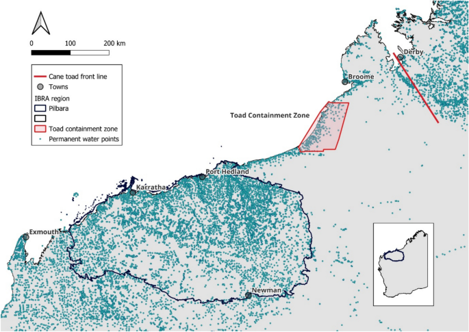 Quantifying the potential impact of the cane toad (Rhinella marina) on ...