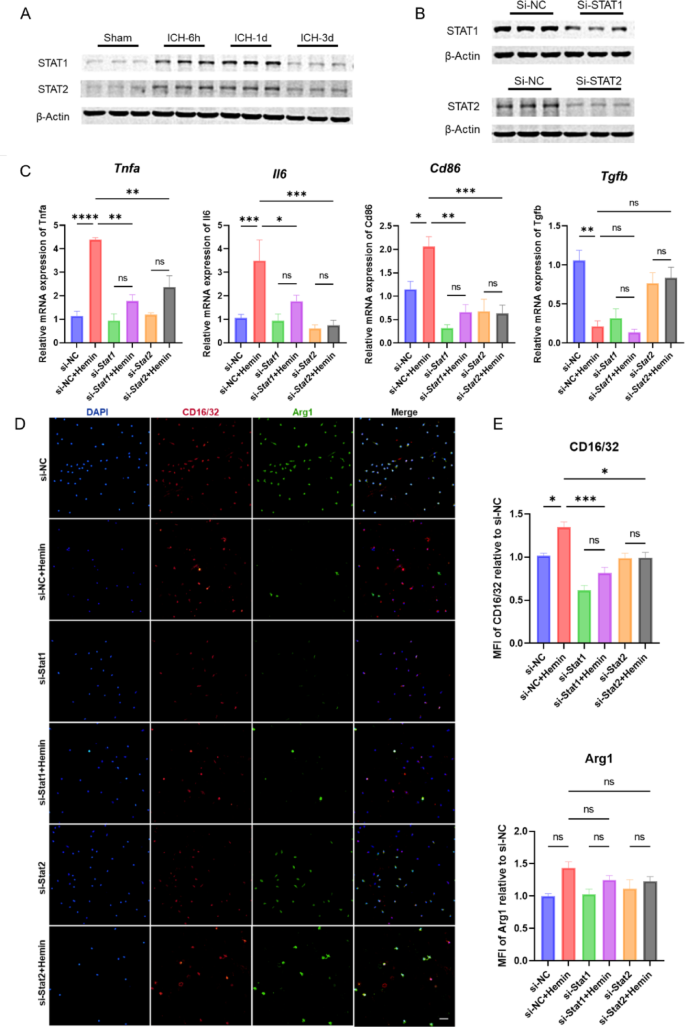 snRNA-seq reveals key transcription factors in the inflammatory ...