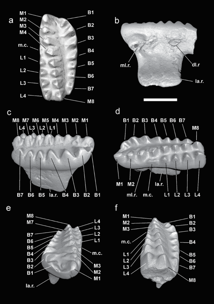 First unambiguous evidence of Multituberculata from the Late Cretaceous ...