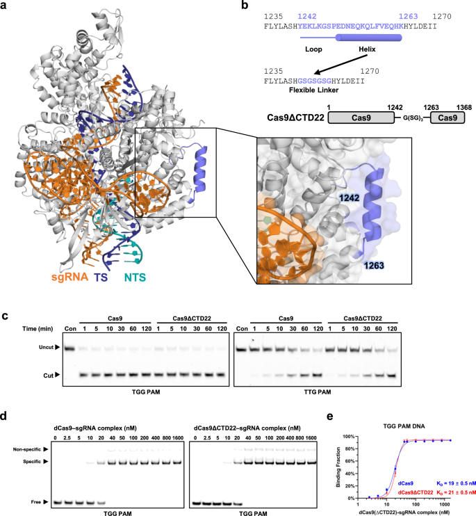 Structural and functional insights into internal domain replacement in ...