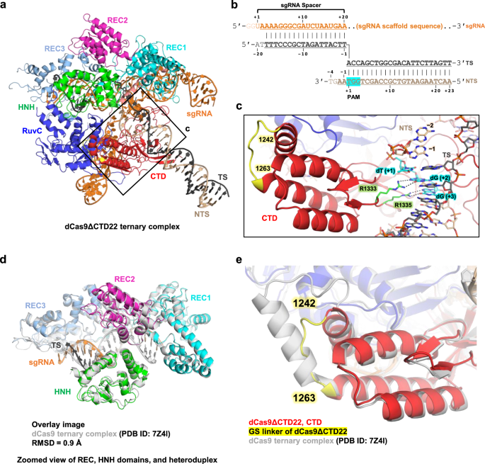Structural and functional insights into internal domain replacement in ...