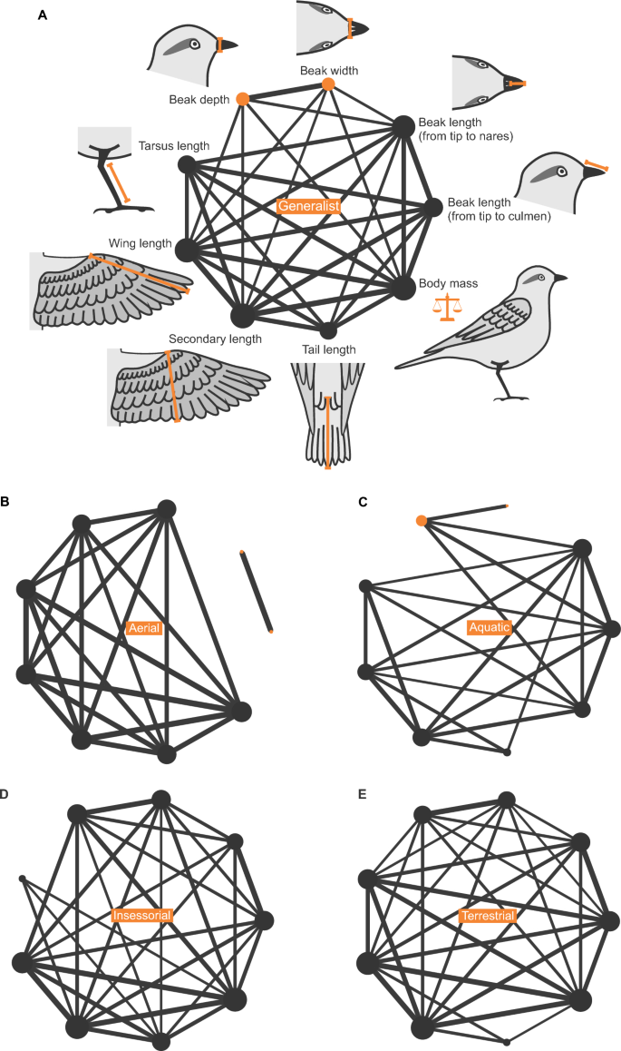 Functional trait network analysis in birds | Scientific Reports