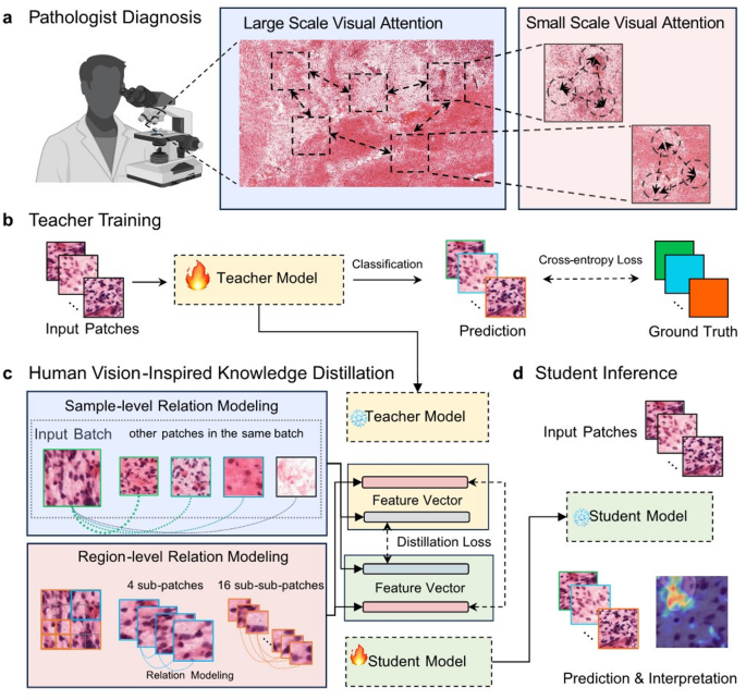 Human visual attention-inspired knowledge distillation underlying interpretable computational ...