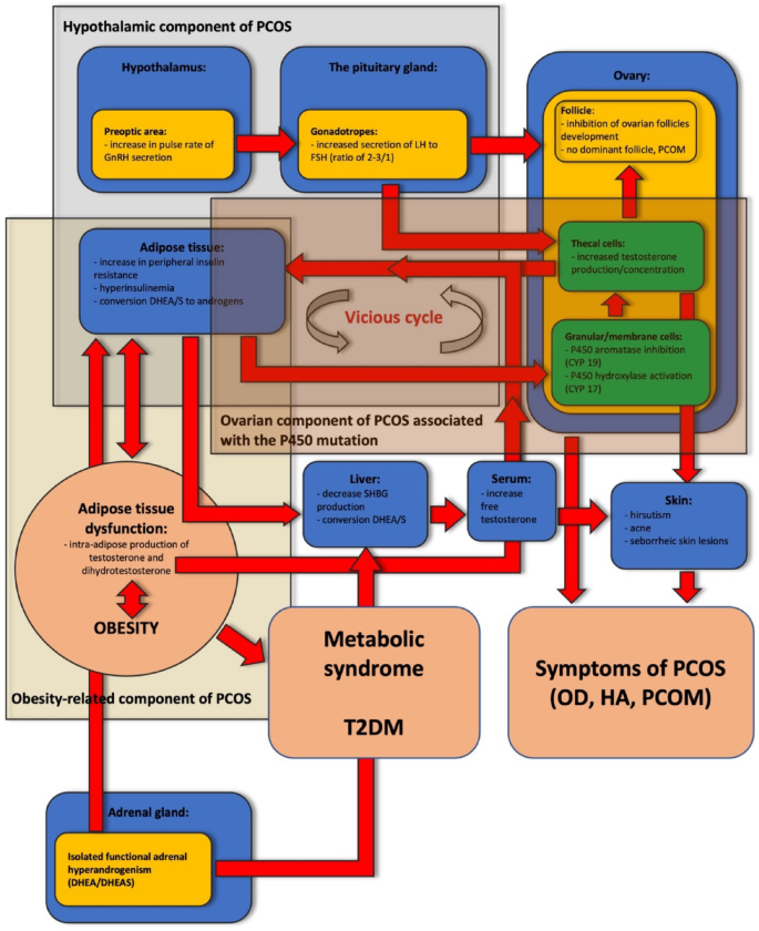 Insulin resistance in polycystic ovary syndrome phenotypes and the ...
