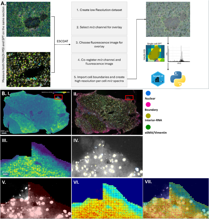 One section, two worlds: single-cell integration of MALDI-MSI and ...