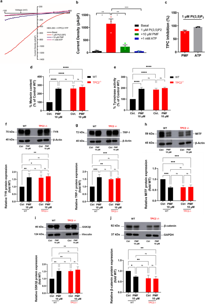 Polymethoxyflavones from Kaempferia parviflora stimulate melanogenesis ...