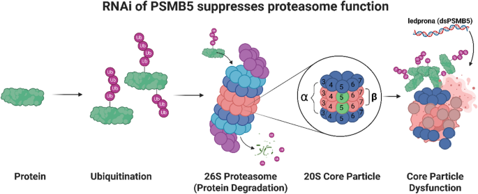 Targeting the proteasome subunit PSMB5 by RNA interference induces ...