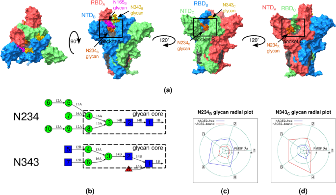 Exploring the effects of N234 and N343 linked glycans to SARS CoV 2 ...