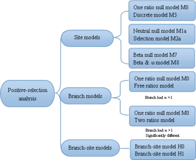 Phylogenetic analysis and detection of positive selection in the SIRT ...