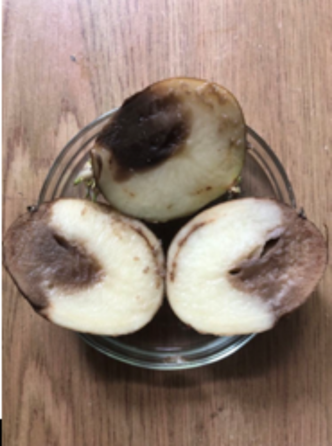 Assessment of potato varieties of Lithuanian breeding resistance potato ...