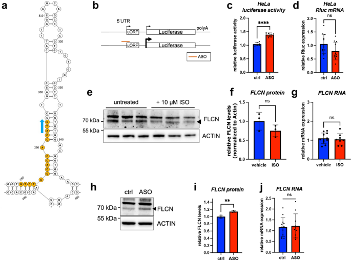 A novel uORF regulates folliculin to promote cell growth and lysosomal ...