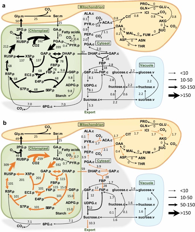 The effects of photosynthetic rate on respiration in light, starch ...