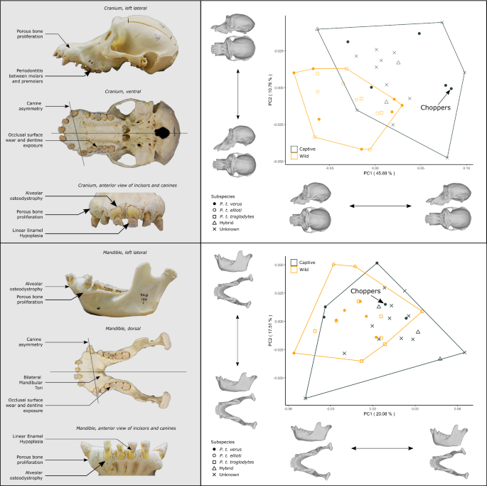 An osteobiography of a celebrity chimpanzee reflects the changing roles ...