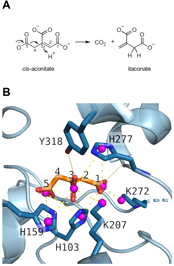 Effect of pH and buffer on substrate binding and catalysis by cis ...