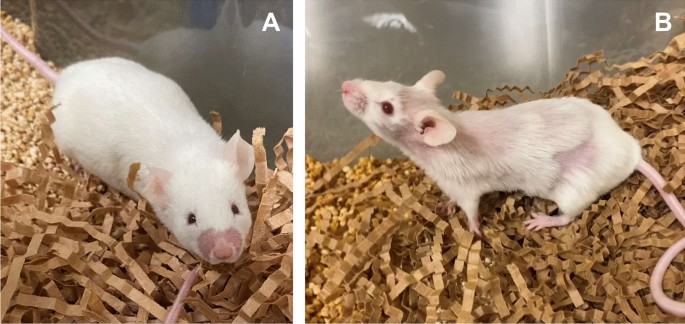 Risk factors for barbering in laboratory mice | Scientific Reports
