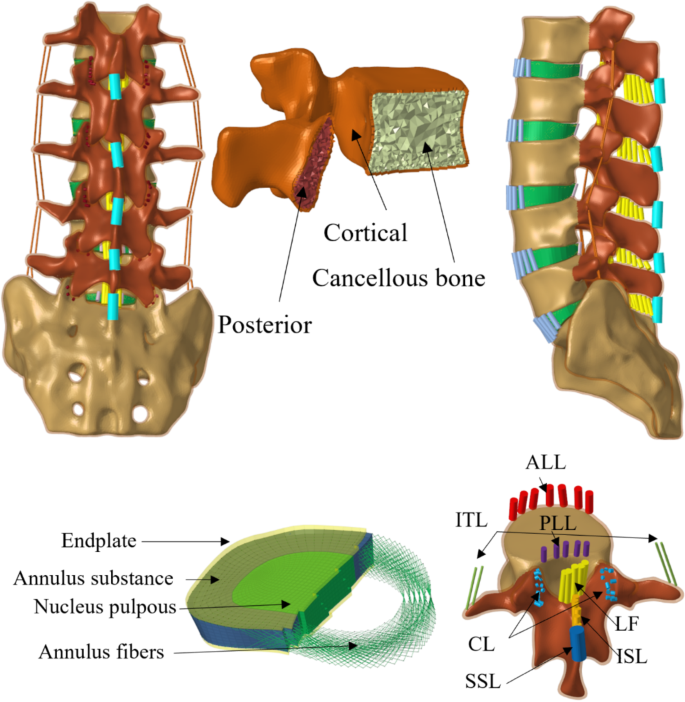 Multiscale dynamics analysis of lumbar vertebral cortical bone based on ...