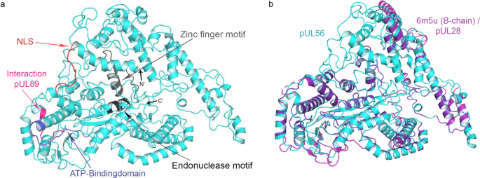 Identification of a binding pocket of letermovir in the terminase ...