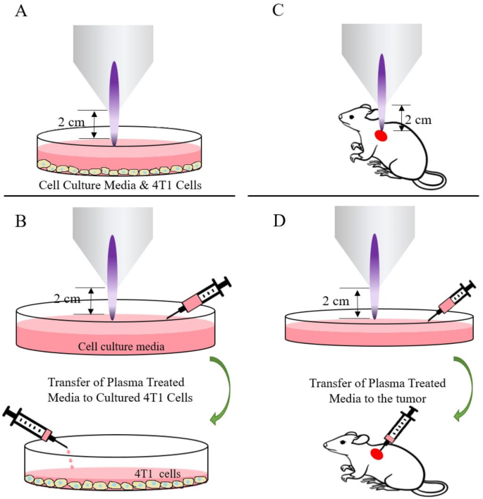 Helium and argon cold plasma effects on the 4T1 cancer cells and a ...