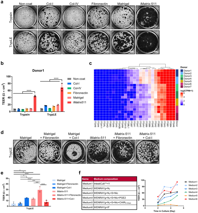 Robust and reproducible human intestinal organoid-derived monolayer ...