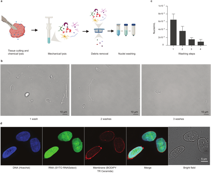 A simplified preparation method for single-nucleus RNA-sequencing using ...