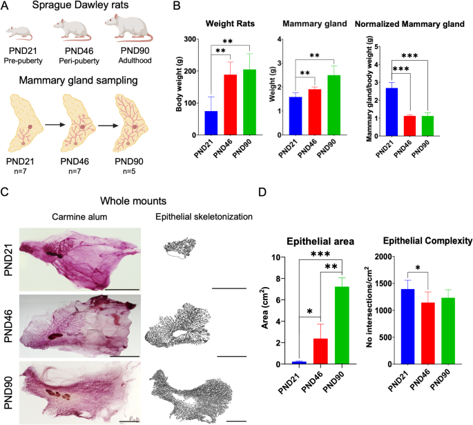 The rat mammary gland undergoes dynamic transcriptomic and lipidomic ...