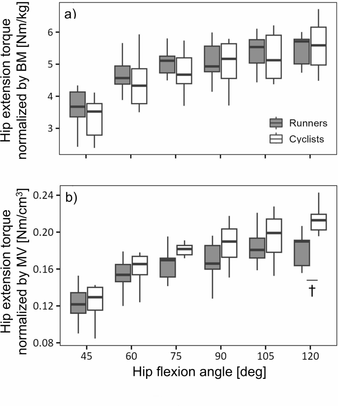 Different morphology and function of hip extensor muscles between ...