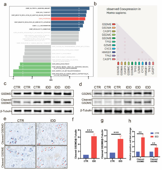 Ocifisertib alleviates the gasdermin D-independent pyroptosis of ...