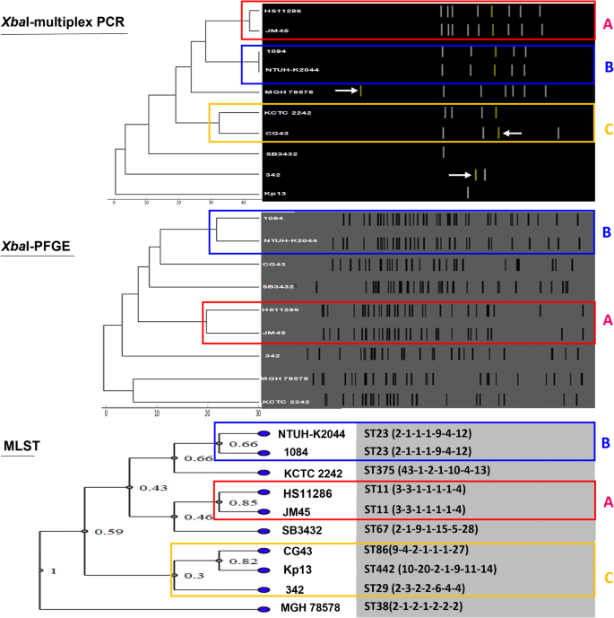 A novel XbaI multiplex PCR method for rapid typing of Klebsiella ...