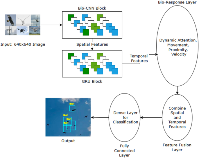 Bio-inspired motion detection models for improved UAV and bird ...