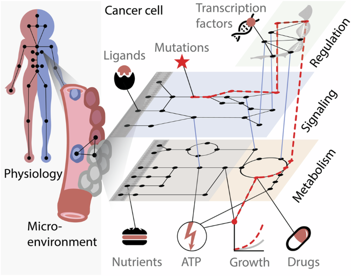 Towards an interpretable deep learning model of cancer | npj Precision ...