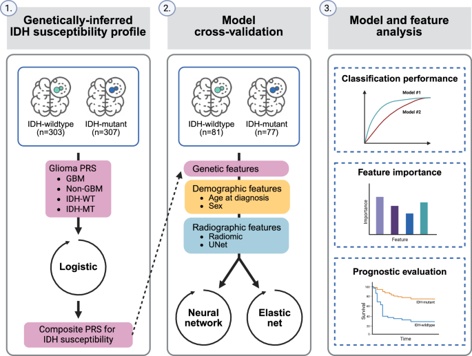 Integration of MRI radiomics and germline genetics to predict the IDH mutation status of gliomas ...