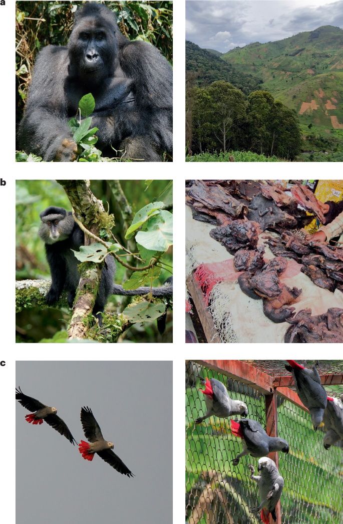 Armed conflicts and biodiversity research | Nature Sustainability